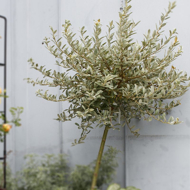 Alpvide - Hasselforsgarden.se