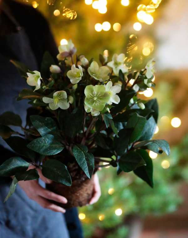 Dekorera med julblommor - Hasselforsgarden.se