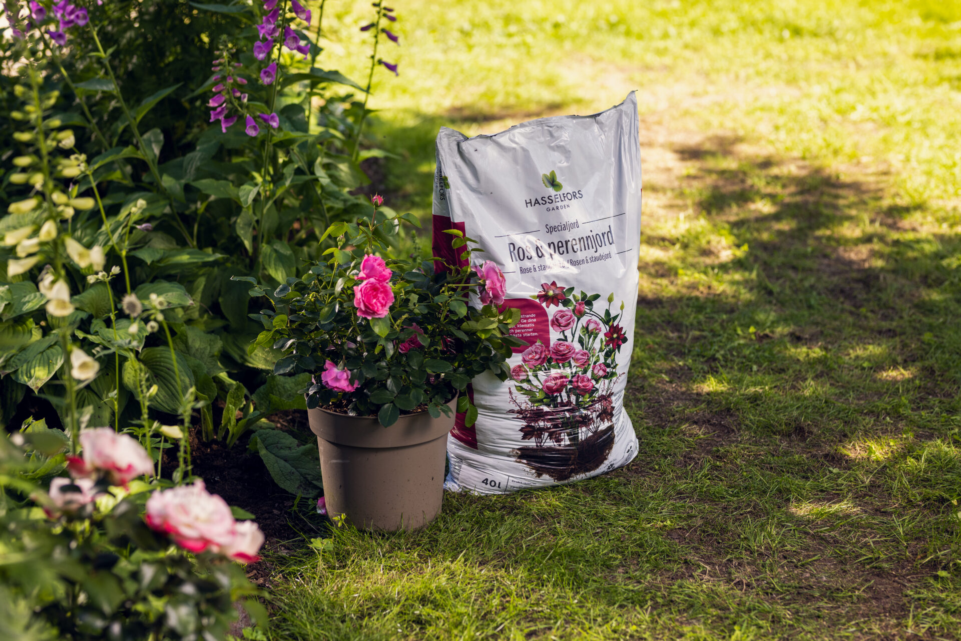 Skapa en rabatt med perenner - Hasselforsgarden.se